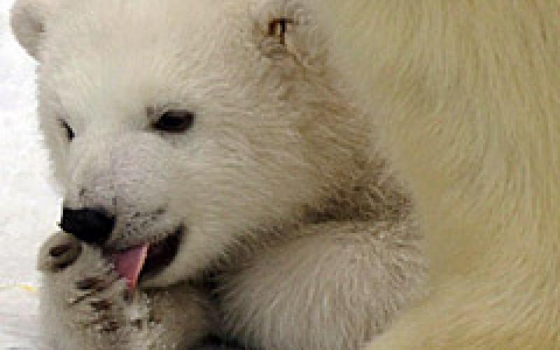 Artėja rykliai ir dykuma | Šiaulių kraštas