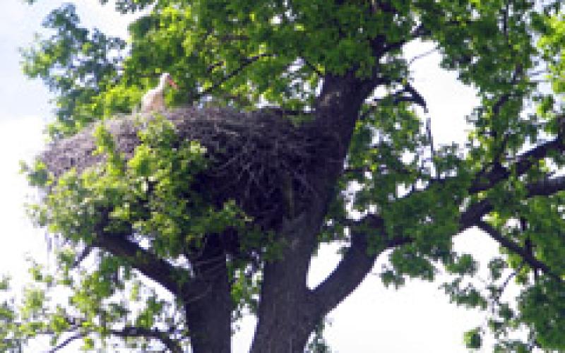 Žmones keičia gandrai | Šiaulių kraštas