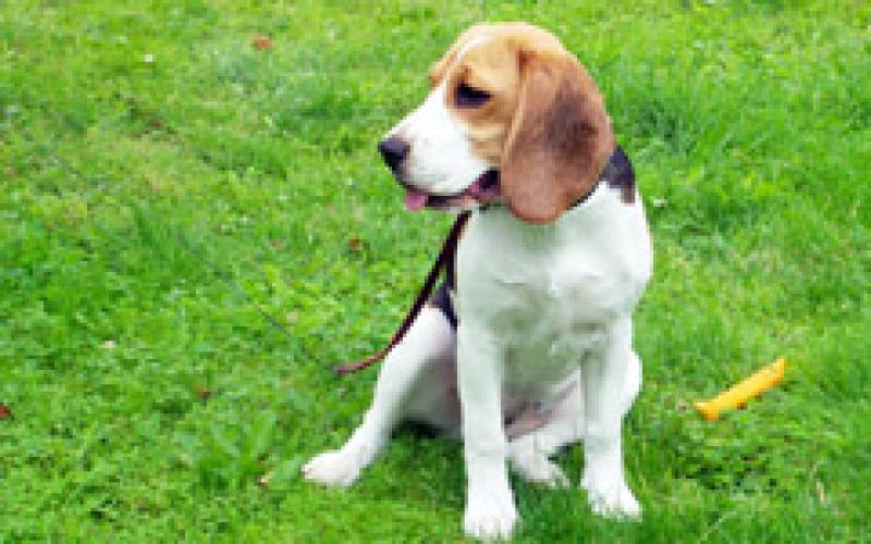 Paslaptinga kalytės Zyros klajonė | Šiaulių kraštas