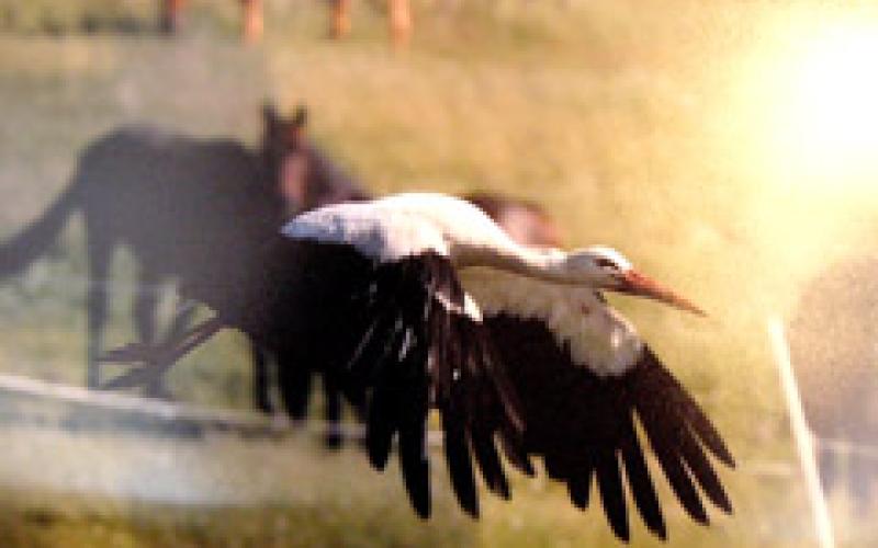 Sodininkas su fotoaparatu | Šiaulių kraštas