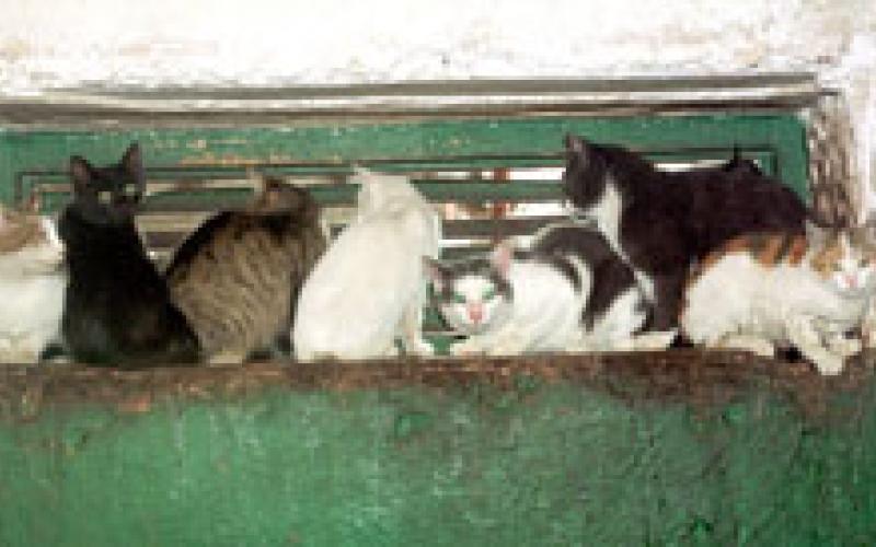 Blusos puola | Šiaulių kraštas