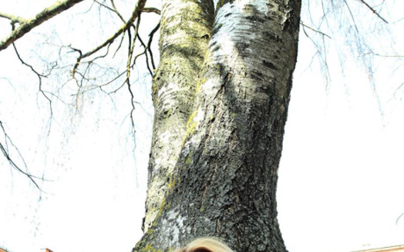 Prasidėjo žiedadulkių sezonas | Šiaulių kraštas