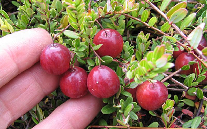 Spanguolės padeda saugotis ligų | Šiaulių kraštas