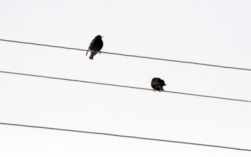 Šią savaitę orai gali sušilti iki 20 laipsnių | Šiaulių kraštas