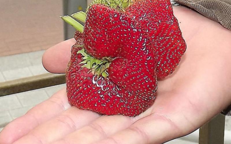 Braškės – kaip gaidžio skiauterės | Šiaulių kraštas