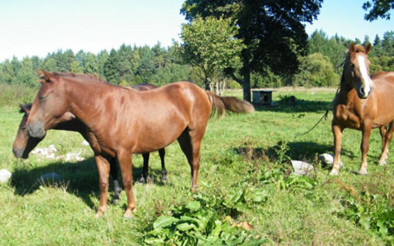 Palaidi arkliai trypė pasėlius, daržus ir pasodintą mišką | Šiaulių kraštas