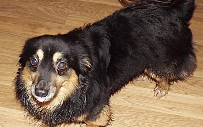 Benamiai keturkojai rado pastogę joniškiečių namuose | Šiaulių kraštas