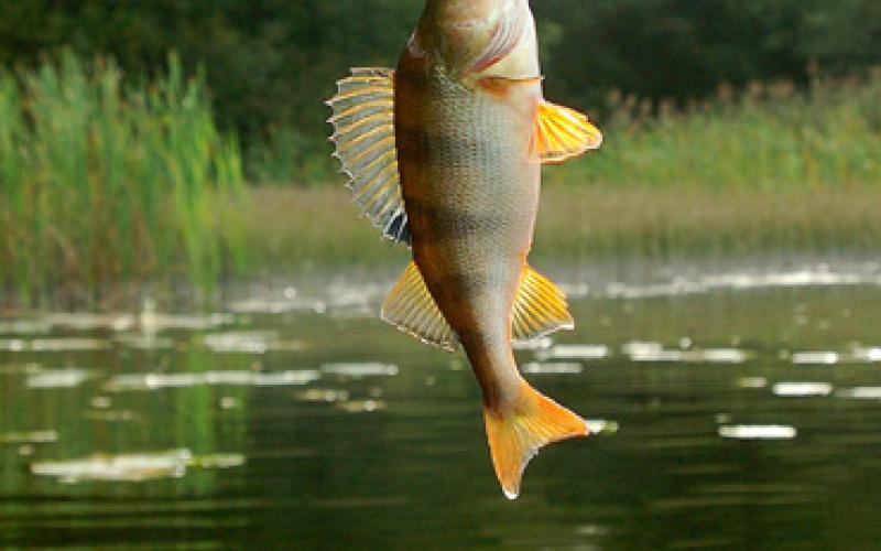 Žuvis vertingiausia švieža | Šiaulių kraštas