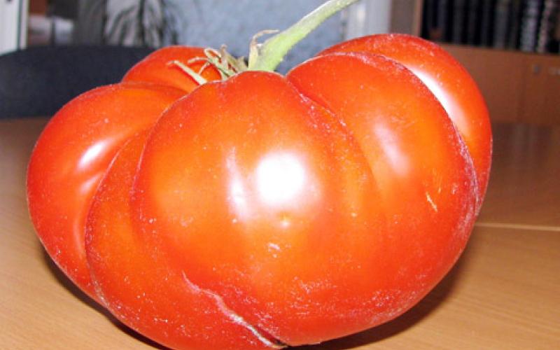 Pomidoras svėrė beveik 800 gramų | Šiaulių kraštas