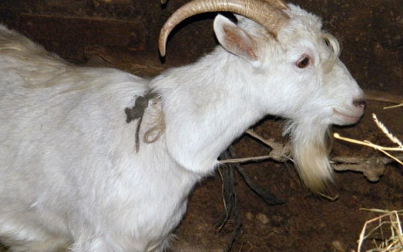 Ožka – naudingas gyvulys | Šiaulių kraštas