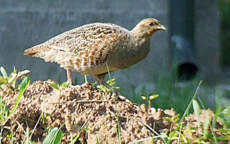 Orai: artėjant savaitgaliui dangus vis šviesės | Šiaulių kraštas