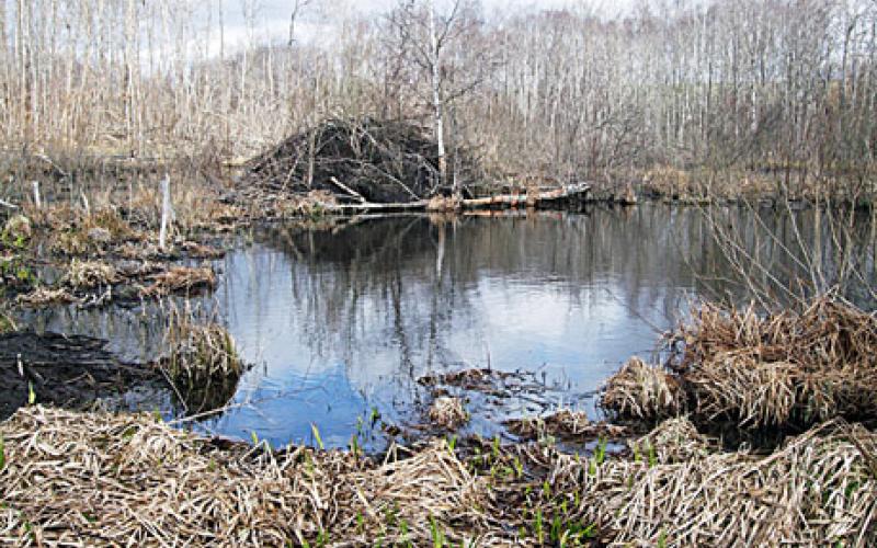 Bebrai ir šernai šeimininkauja ūkininkų laukuose | Šiaulių kraštas