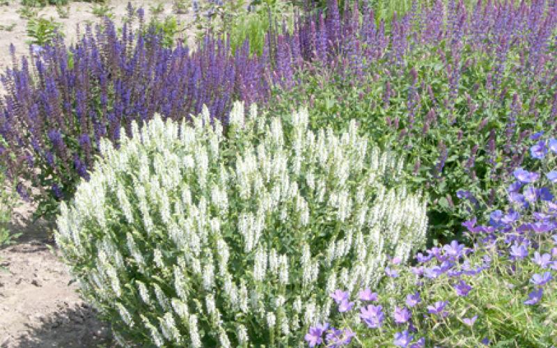 Tinginio gėlynas | Šiaulių kraštas