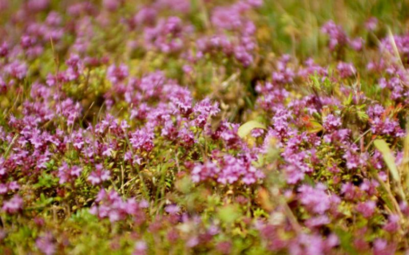 PRIESKONIAI: Birželis – prieskoninių augalų pjūtis | Šiaulių kraštas