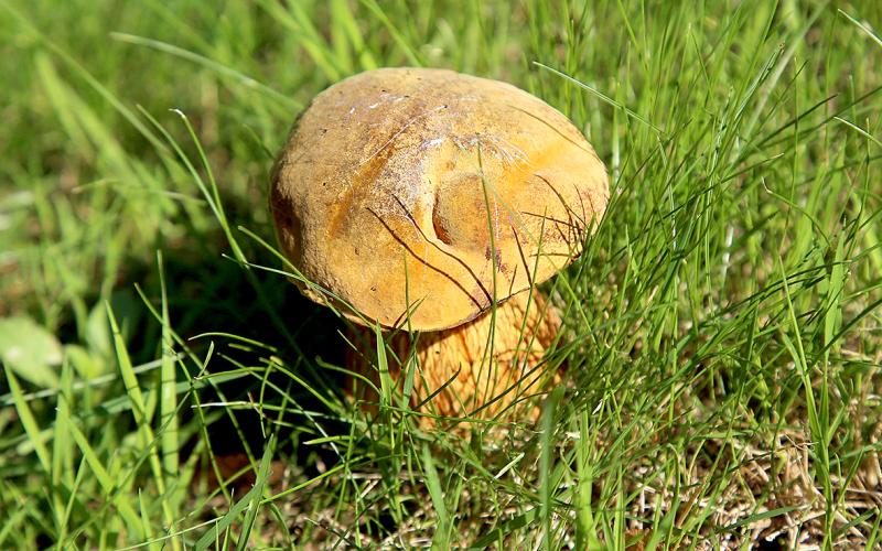 Baravykai paąžuoliai išdygo mieste | Šiaulių kraštas