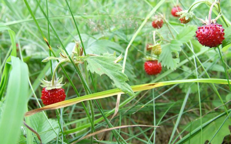 Pamiškėse sunoko žemuogės: kodėl turime jas valgyti kasdien? | Šiaulių ...
