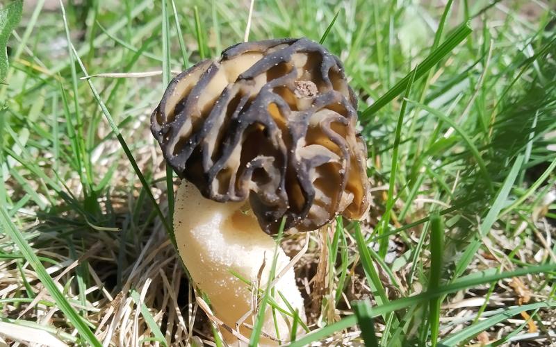 Pradžiugino pirmas pavasarinis grybas | Šiaulių kraštas