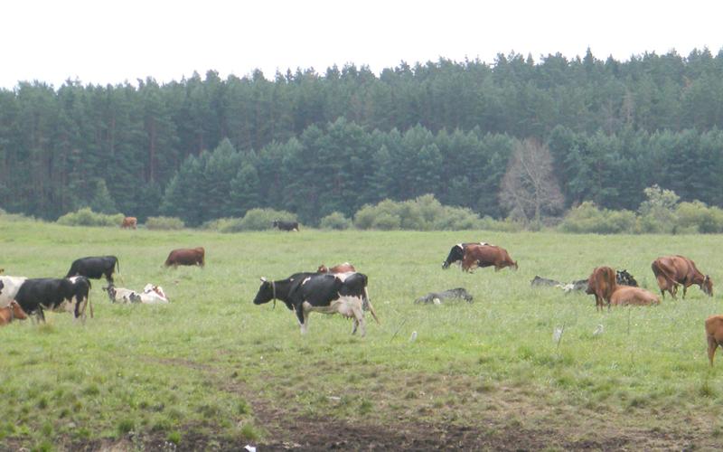 Sausra. Ūkininkai skaičiuoja nuostolius | Šiaulių kraštas