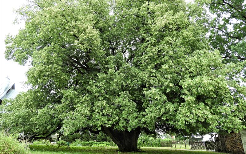 Senosios Lietuvos liepos | Šiaulių kraštas