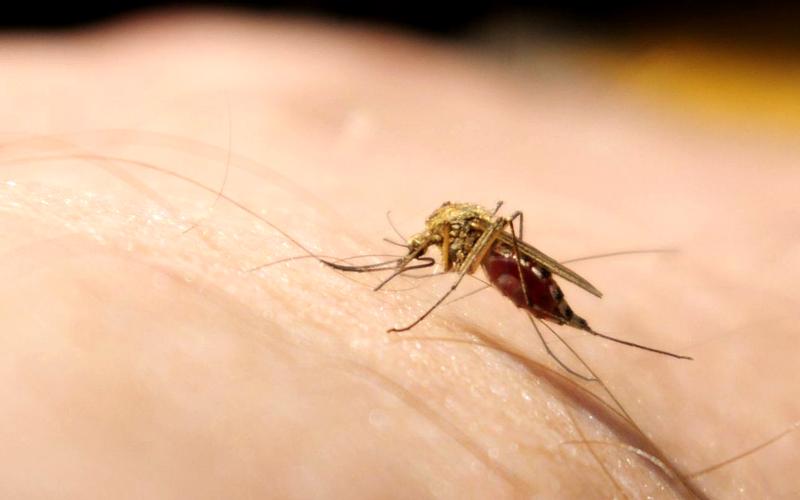 Europoje plinta maliarija ir dengės karštligė: mokslininkai sako, kad ...