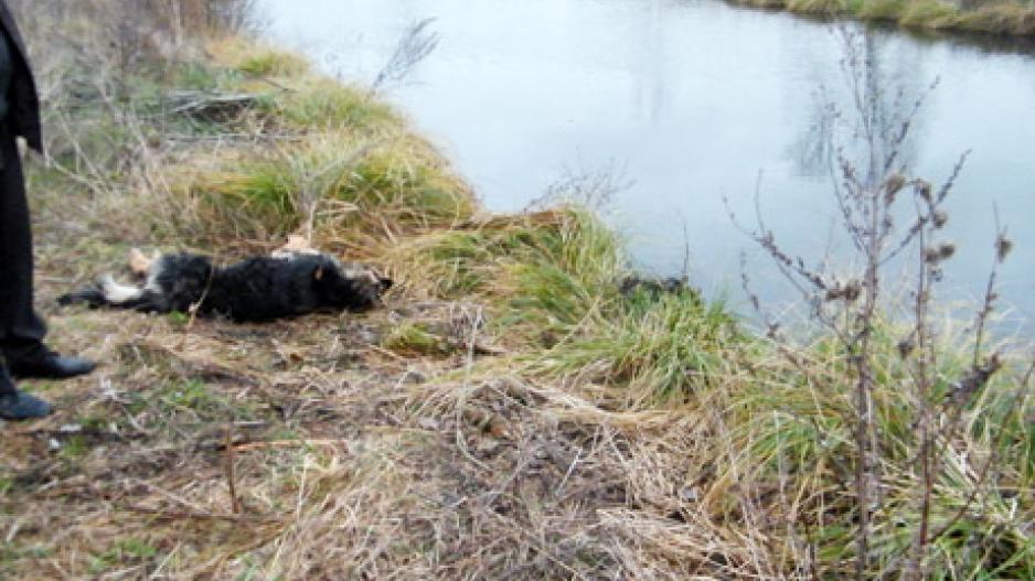 Pavogtas šuo rastas negyvas tvenkinyje | Šiaulių kraštas