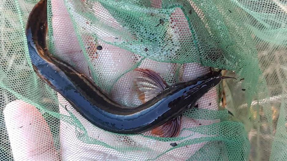 Į gaudyklę buvo patekęs vijūnas | Šiaulių kraštas